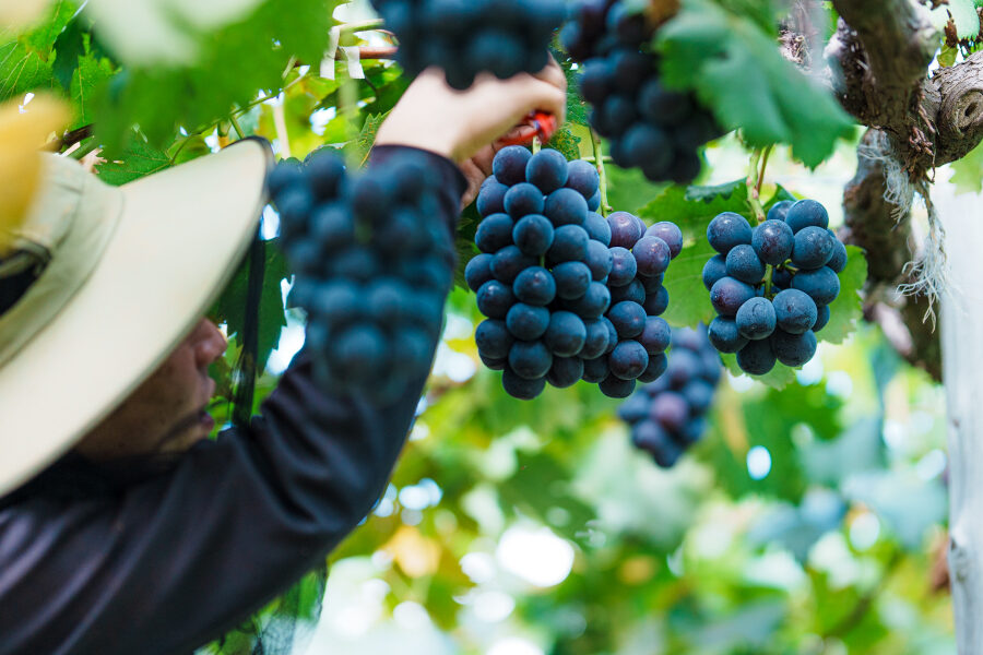 美星コメットファーム | トップページ