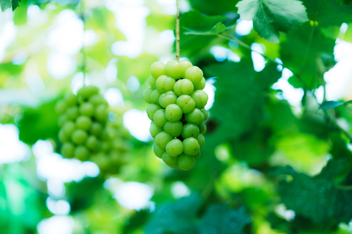 こだわり | 美星コメットファーム